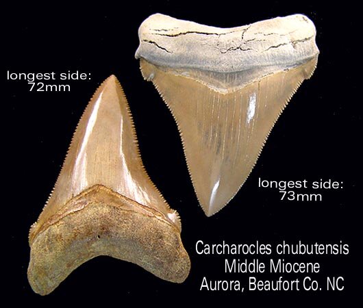 Very old shark tooth - Fossil ID - The Fossil Forum