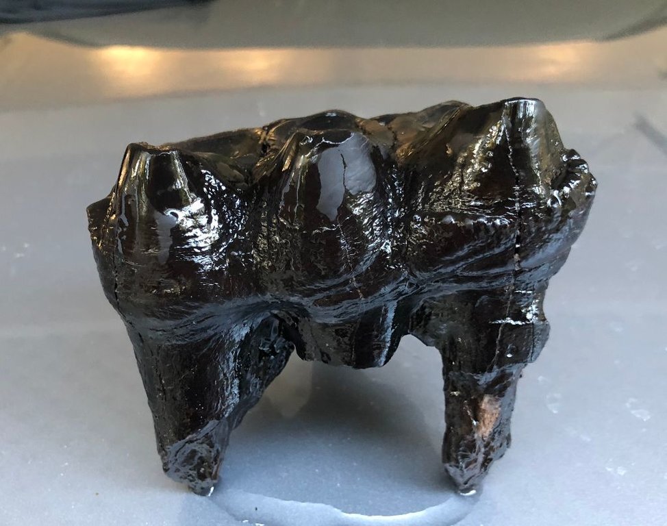Possible tooth from NSW Australia - Fossil ID - The Fossil Forum