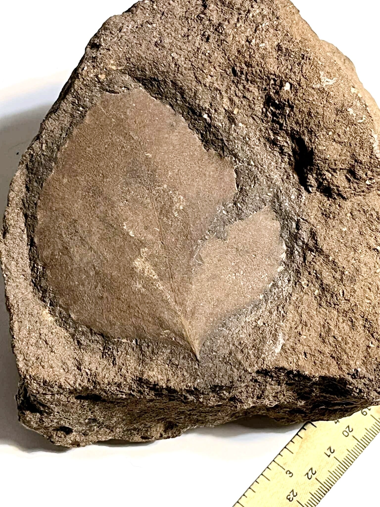 Kansas fossil leaf - Fossil ID - The Fossil Forum