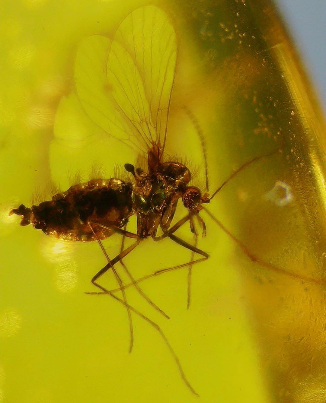 Burmese amber fly - Fossil ID - The Fossil Forum