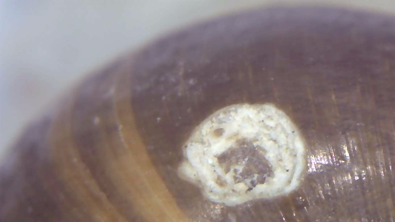 Ichnofossil? - Fossil ID - The Fossil Forum