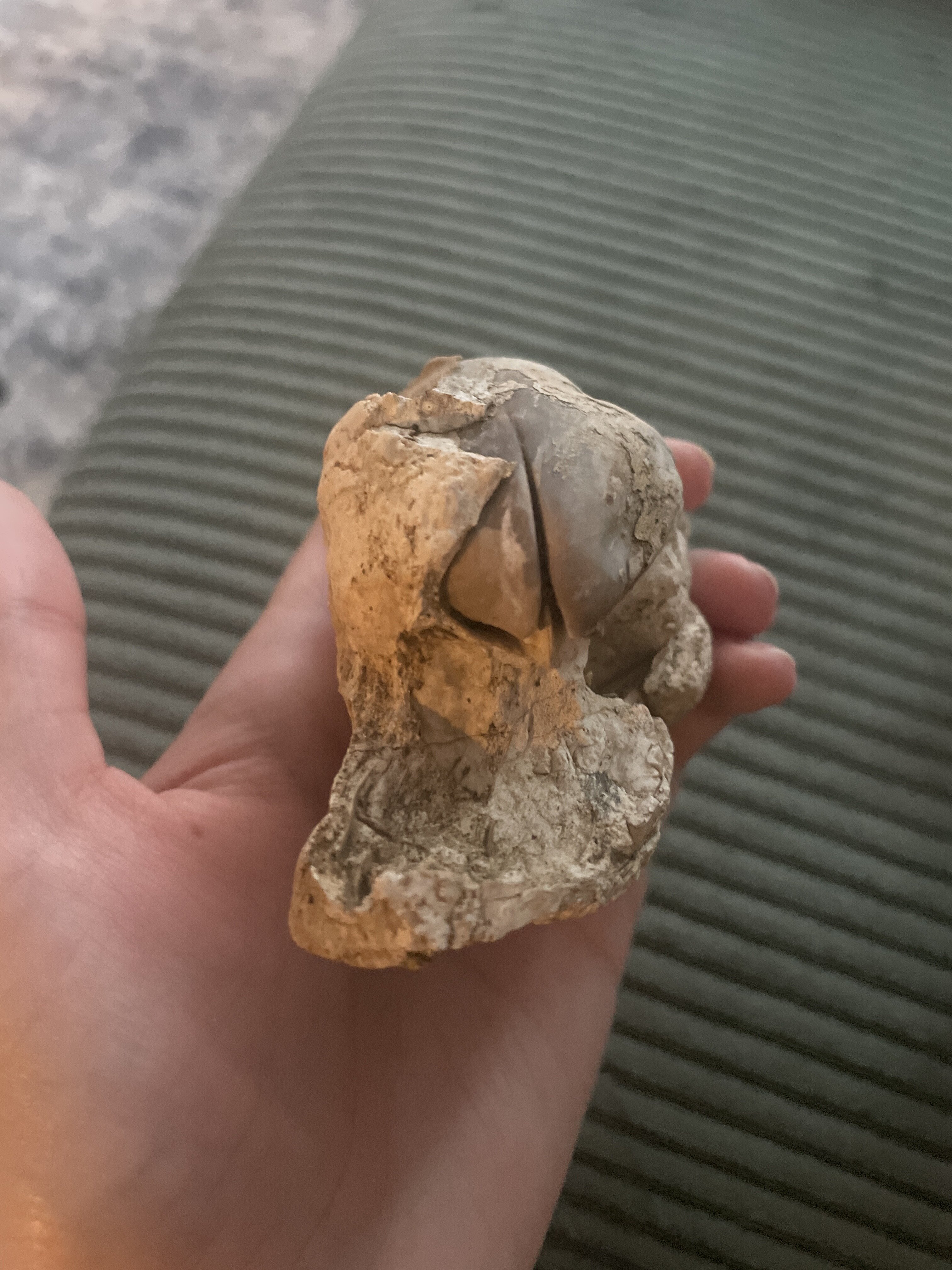 Need Help Identifying Strange Fossil - Fossil ID - The Fossil Forum