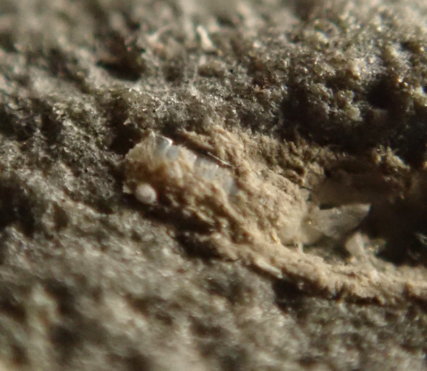 Australian Permian Teeth? - Fossil ID - The Fossil Forum