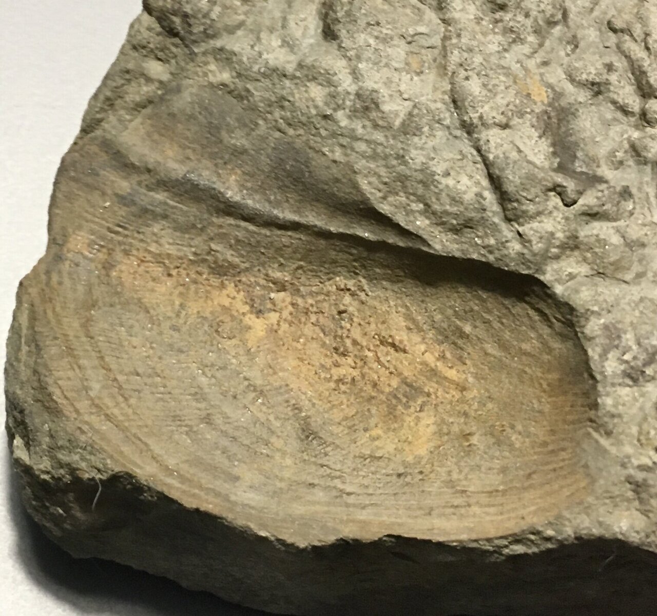 Leptodesma? - Member Collections - The Fossil Forum