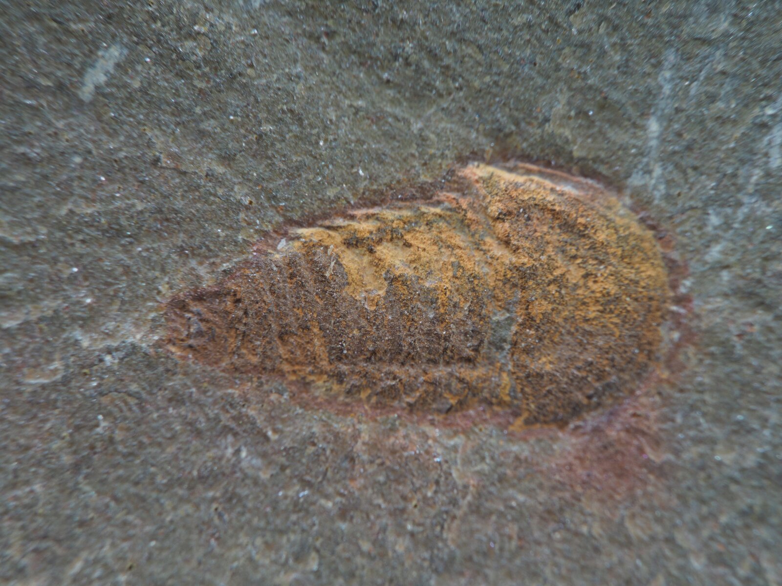 Setapedites abundantis Lustri et al., 2024? - Member Collections - The ...