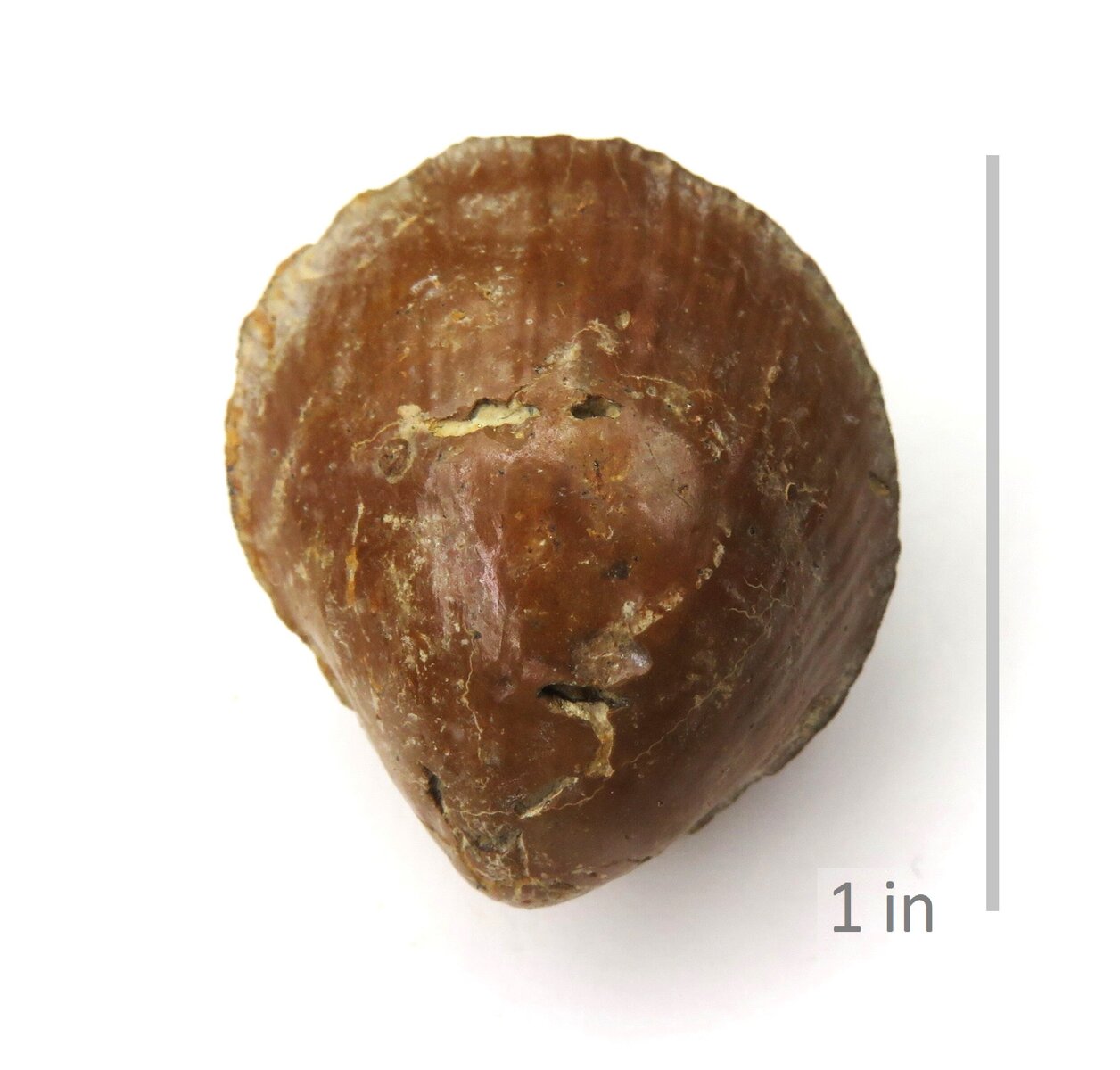 Bivalve Atreta cretacea Austin Chalk/Ozan Formation - Bivalves - The ...