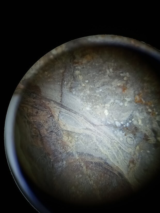 Cross-section Rhizomorph 2 - Member Collections - The Fossil Forum