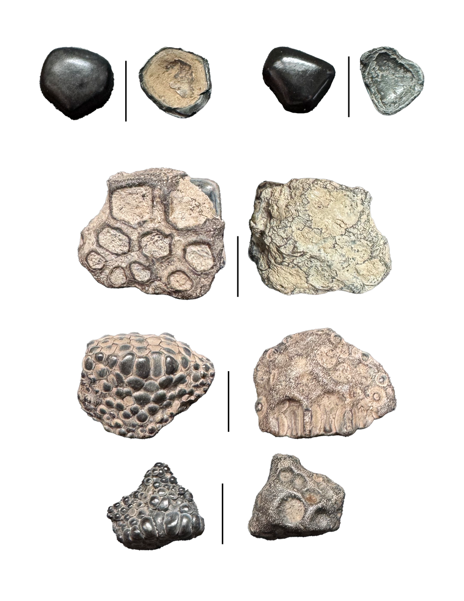 Drum fish teeth, jaws etc. - Member Collections - The Fossil Forum