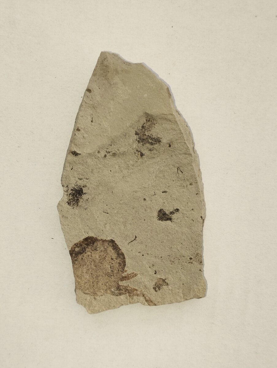 Liocarcinus oligocenicus - Member Collections - The Fossil Forum