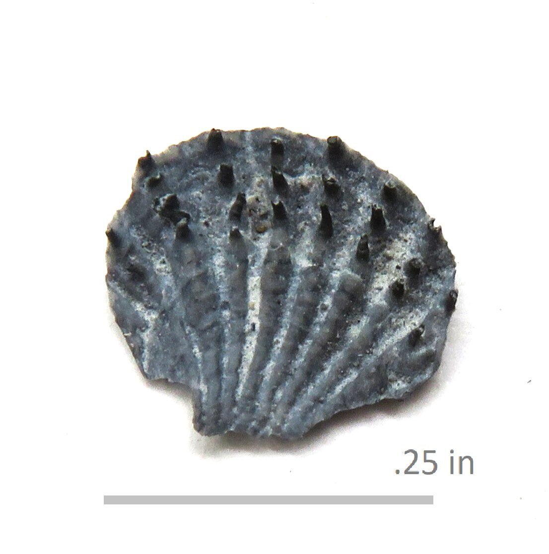 Bivalve Plicatula incongrua Del Rio Formation - Bivalves - The Fossil Forum