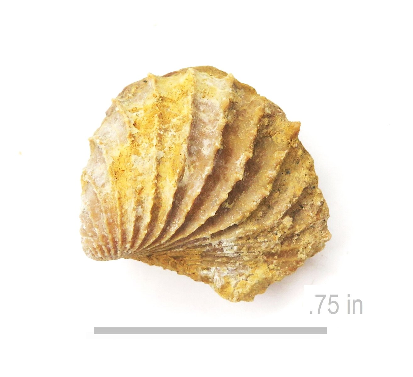 Bivalve Trigonia castrovillensis Corsicana Formation - Bivalves - The ...