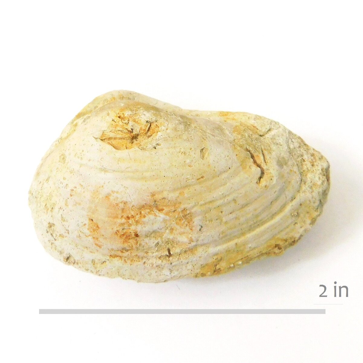 Panopea regularis Evant Com Pk - Bivalves - The Fossil Forum