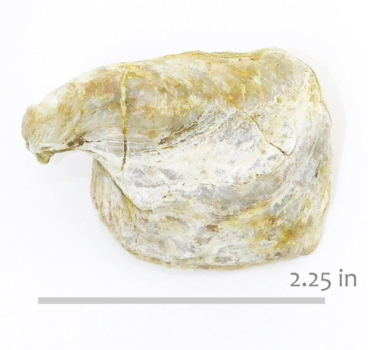 Pteria pedernalis GTown - Bivalves - The Fossil Forum