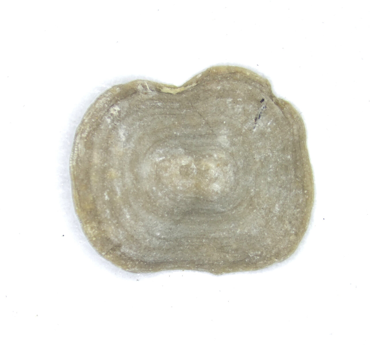 Foraminifera Orbitolina texana Glen Rose Formation - Cretaceous - The ...