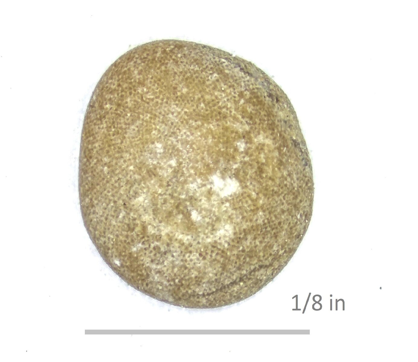 Foraminifera Unknown Buda Formation - Cretaceous - The Fossil Forum