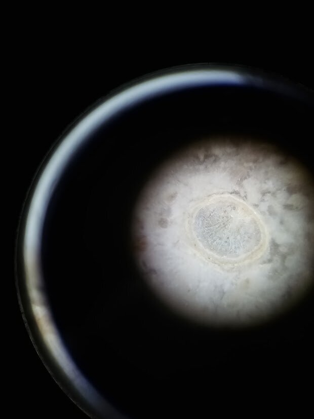 Little Rhizomorph - Member Collections - The Fossil Forum