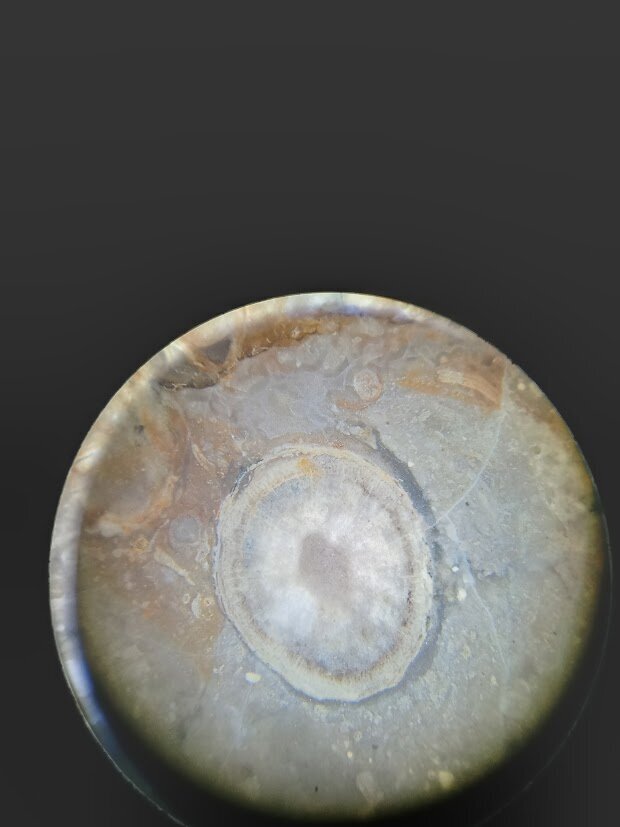 Rhizomorph Sharp - Member Collections - The Fossil Forum