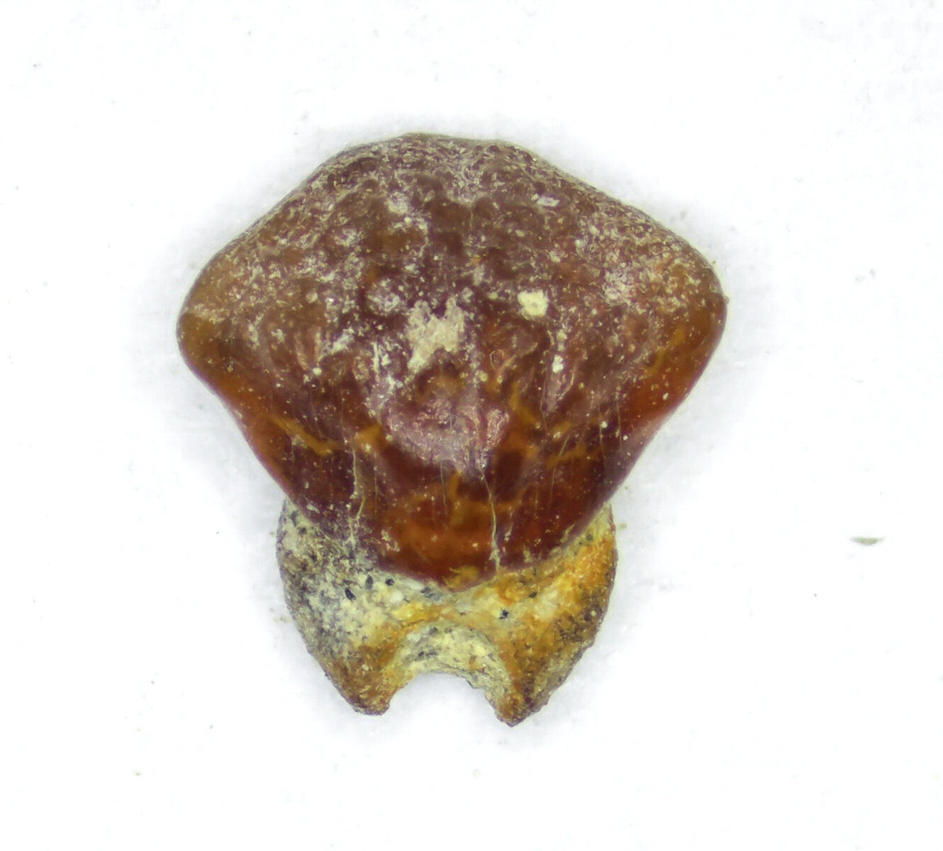 Ray Dasyatis Shark Hill CA.jpg - Member Collections - The Fossil Forum