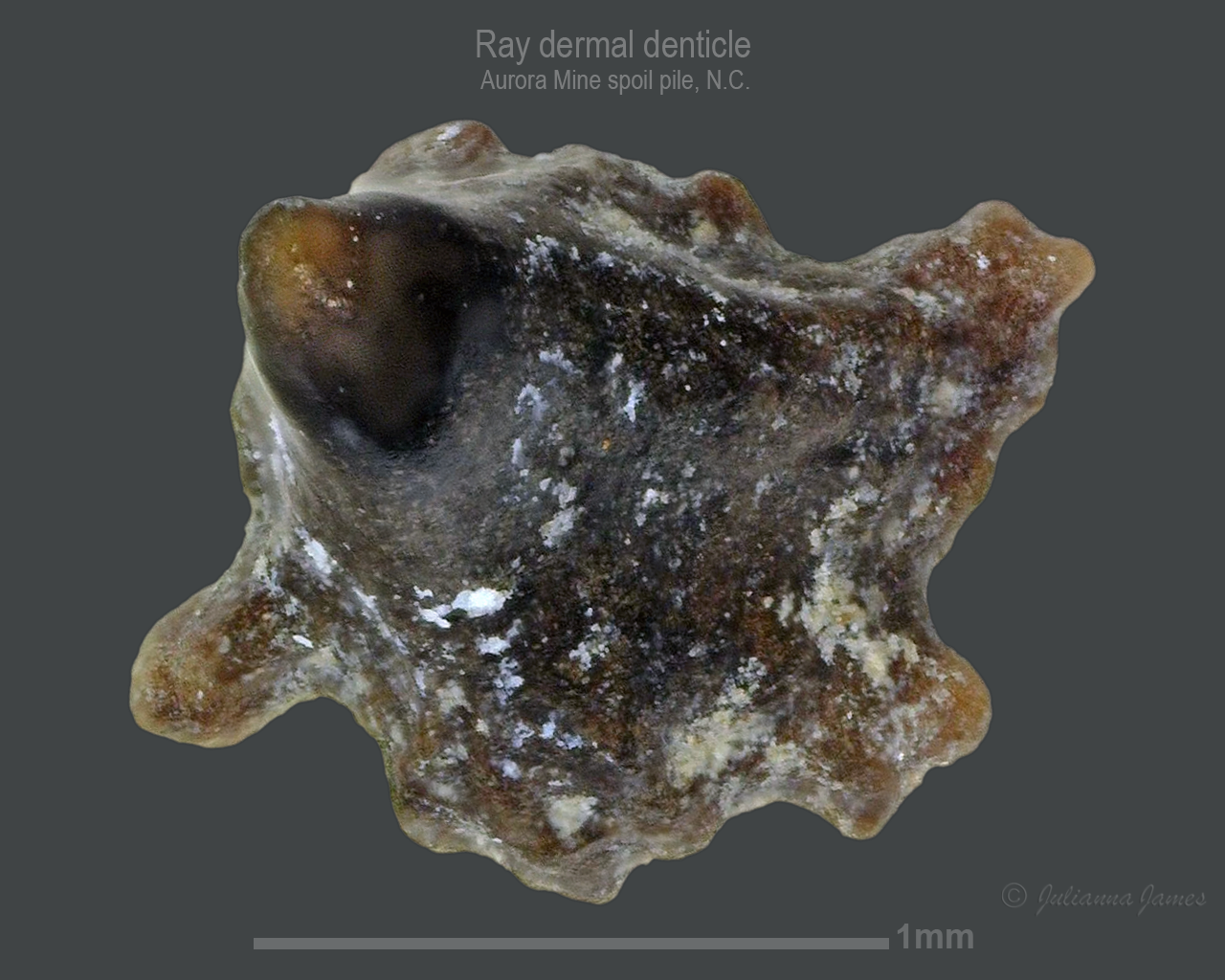 Aurora spoil pile fossils - The Fossil Forum