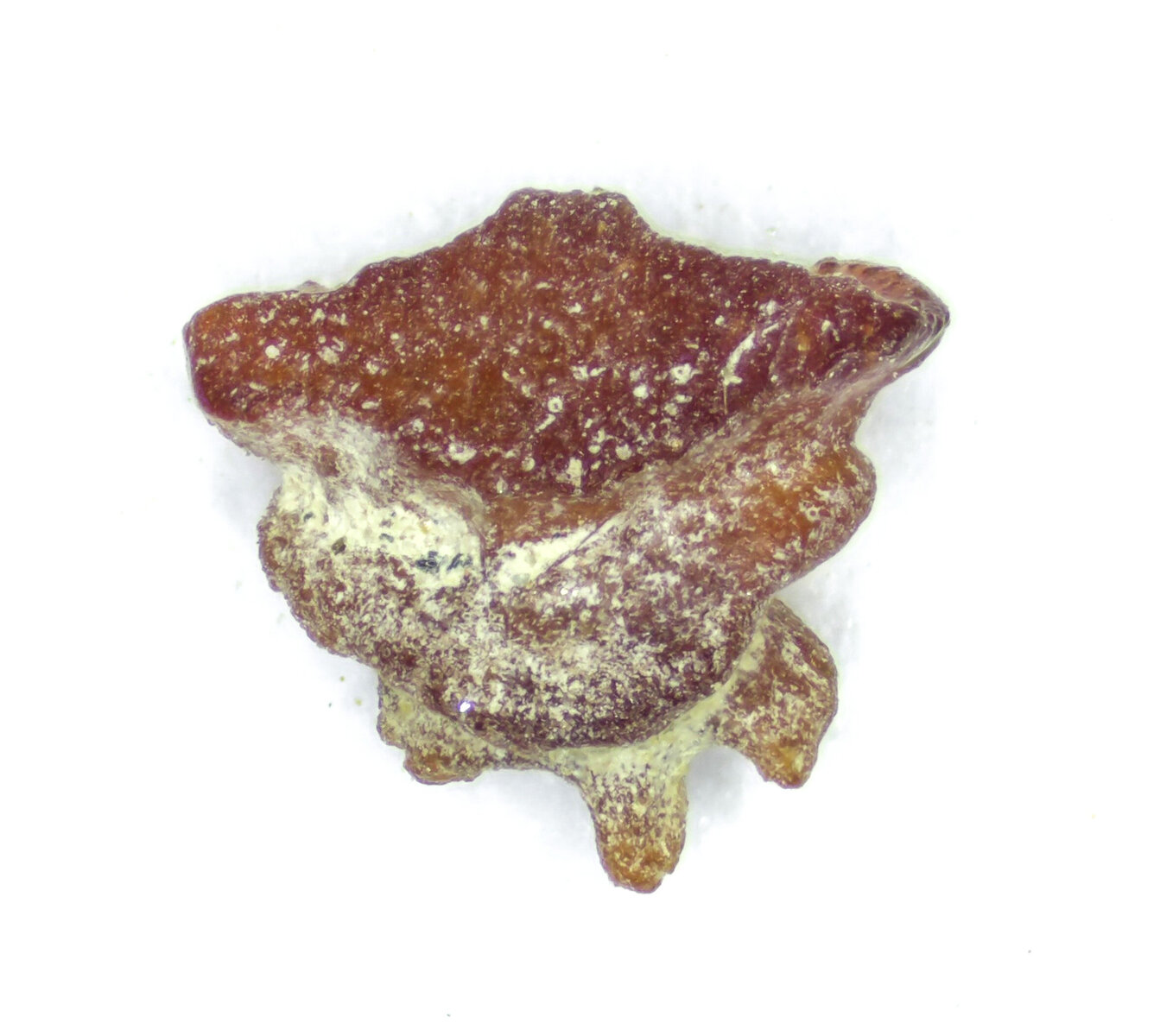 Ray myliobatis Shark Hill CA - Member Collections - The Fossil Forum