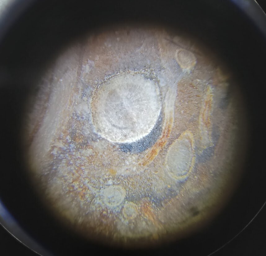 Rhizomorph - Member Collections - The Fossil Forum