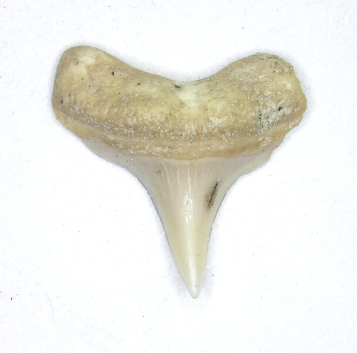 Shark Cosmopolitodus hastalis Shark Hill CA.jpg - Member Collections ...