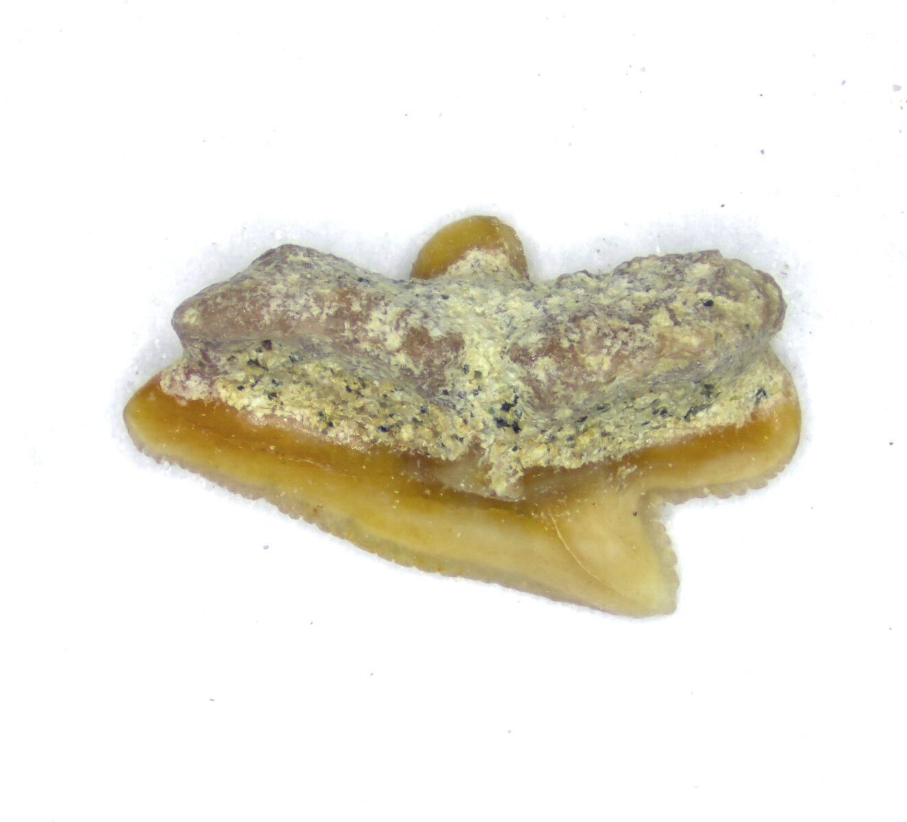Shark Squalus occidentalis Shark Hill CA.jpg - Member Collections - The ...