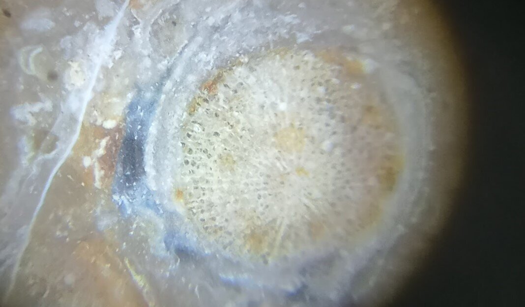Rhizomorph Cross-Section - Member Collections - The Fossil Forum