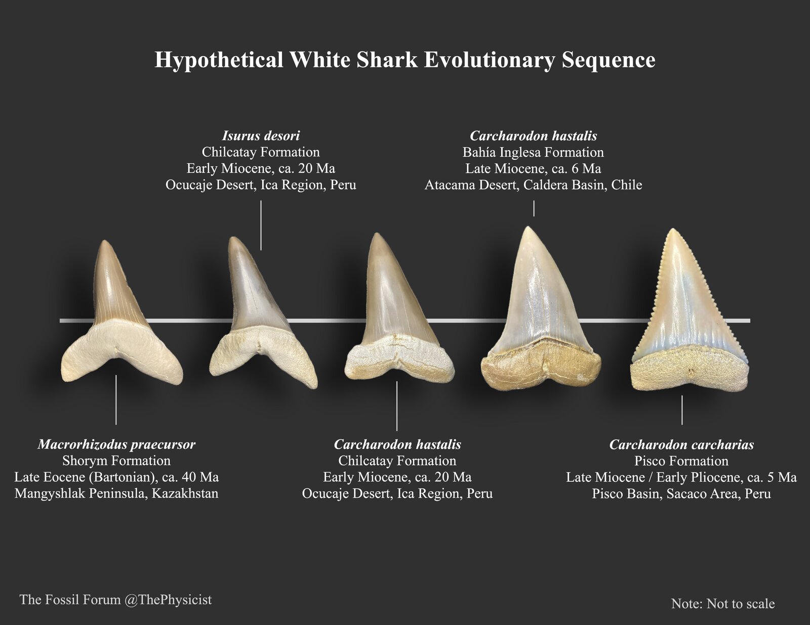 White shark evolutionary sequence - Sharks, Rays and Skates - The ...