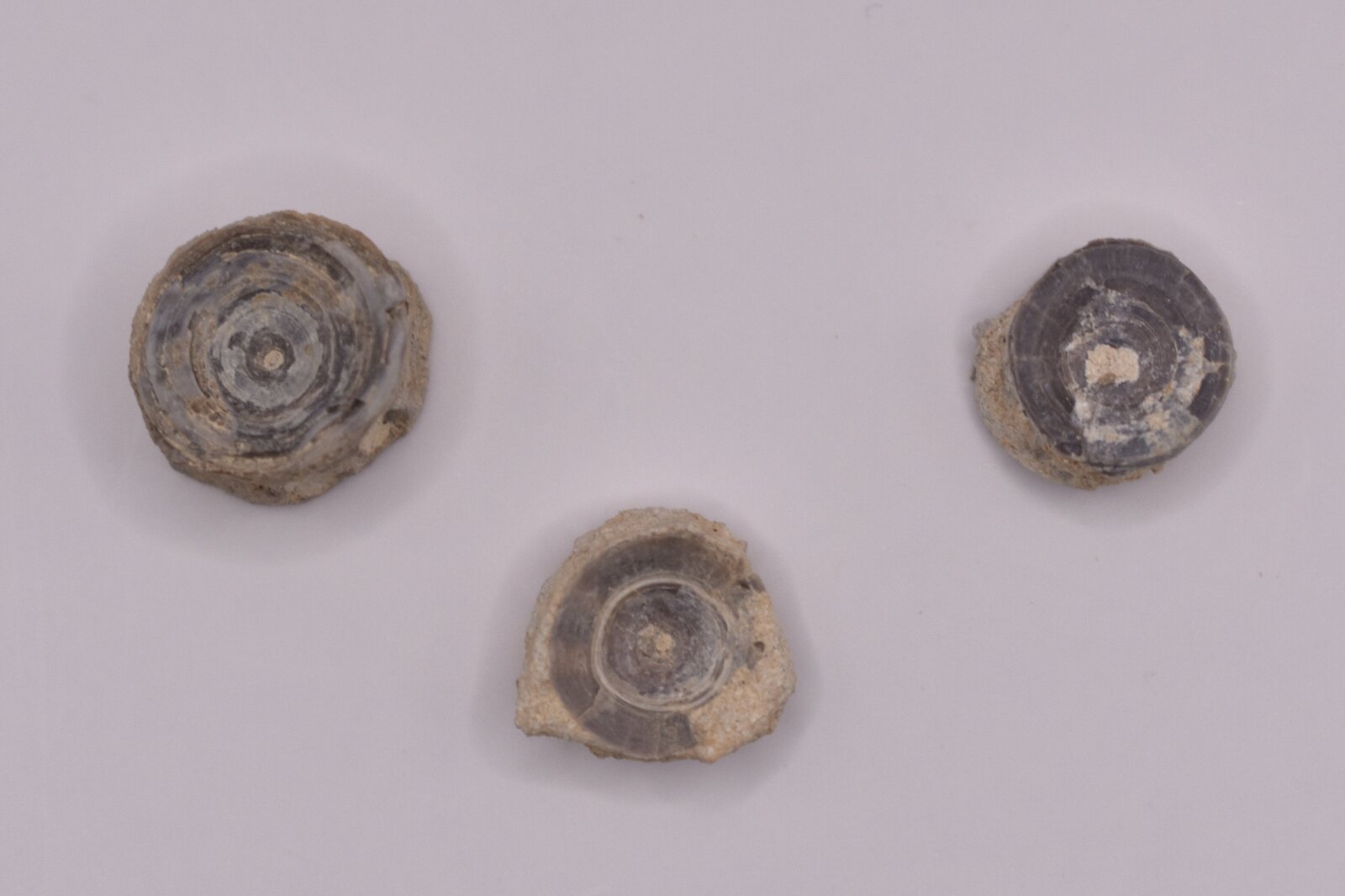 Greenhorn Limestone - The Fossil Forum