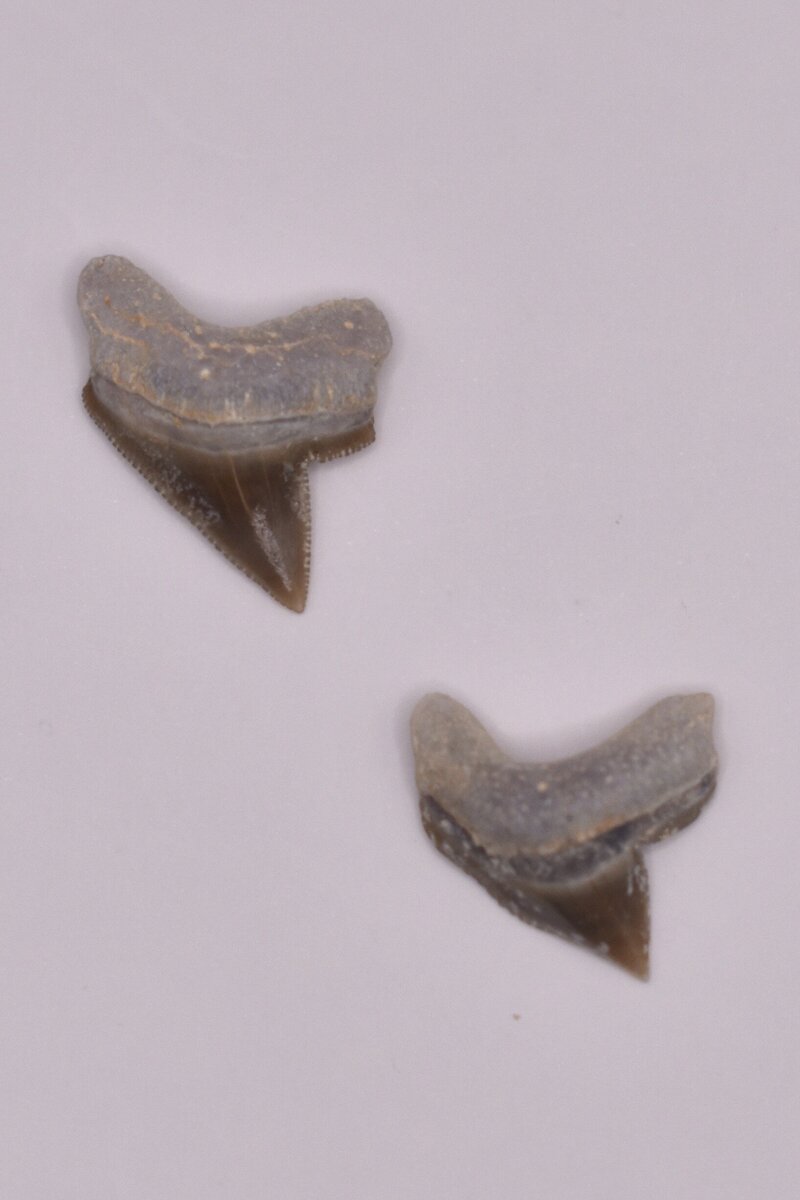 Squalicorax falcatus - Cretaceous - The Fossil Forum