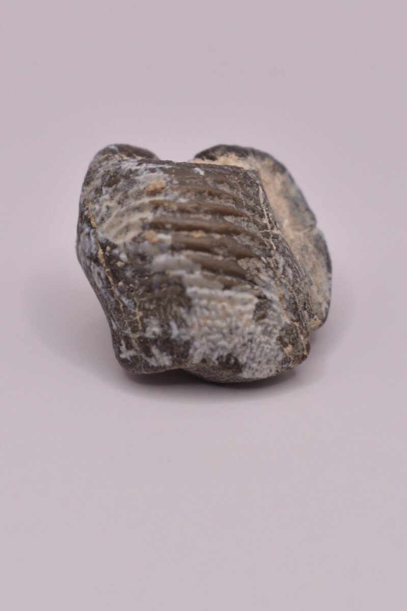 Ptychodus mammilaris - Cretaceous - The Fossil Forum