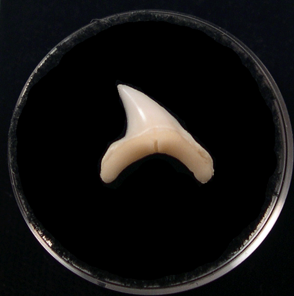 Is this a thresher shark tooth? - Fossil ID - The Fossil Forum