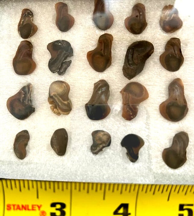 Are these Otoliths? - Fossil ID - The Fossil Forum