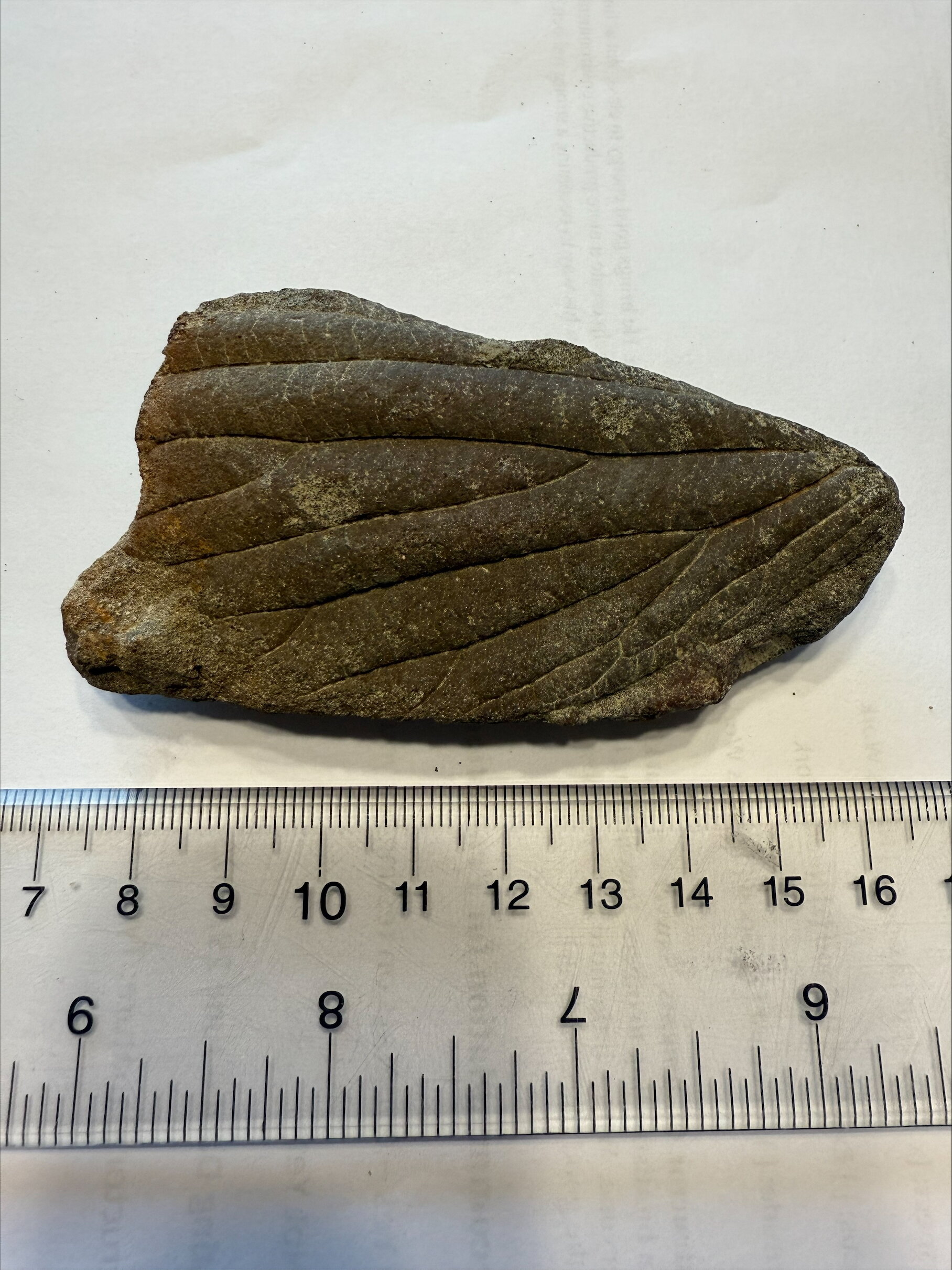 Help ID? - Fossil ID - The Fossil Forum