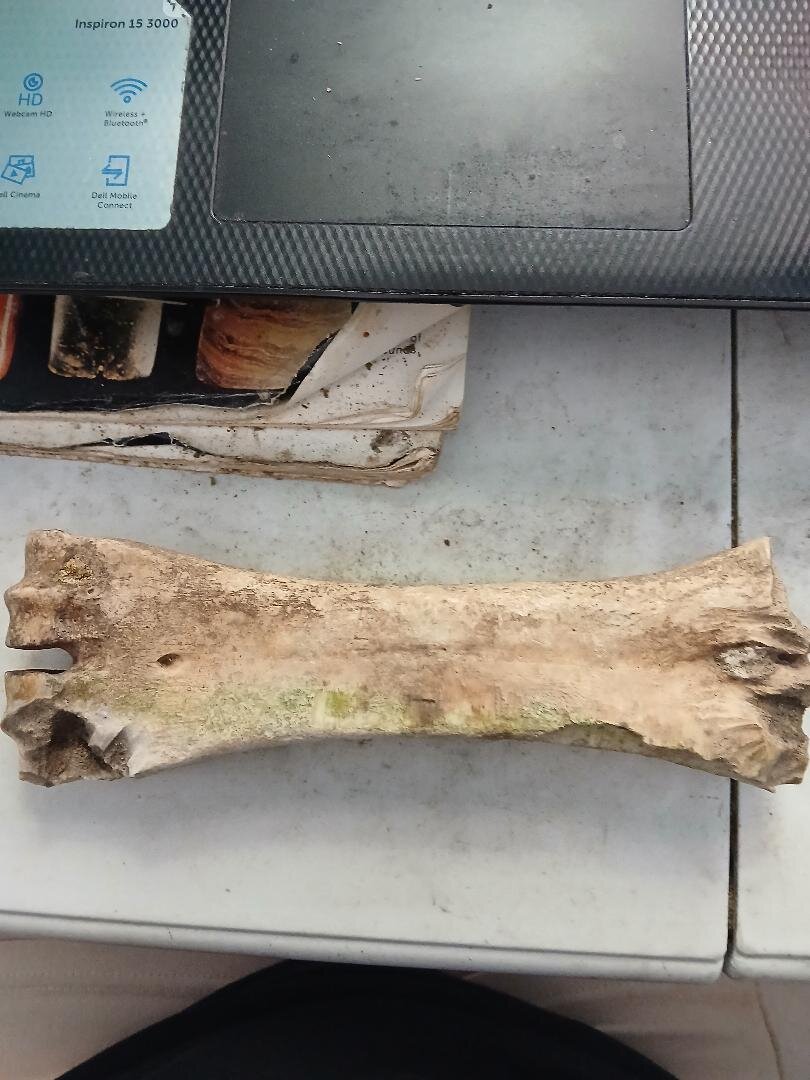 Fossilized Bone found in Cornfield what kind is it? - Page 2 - Fossil ...