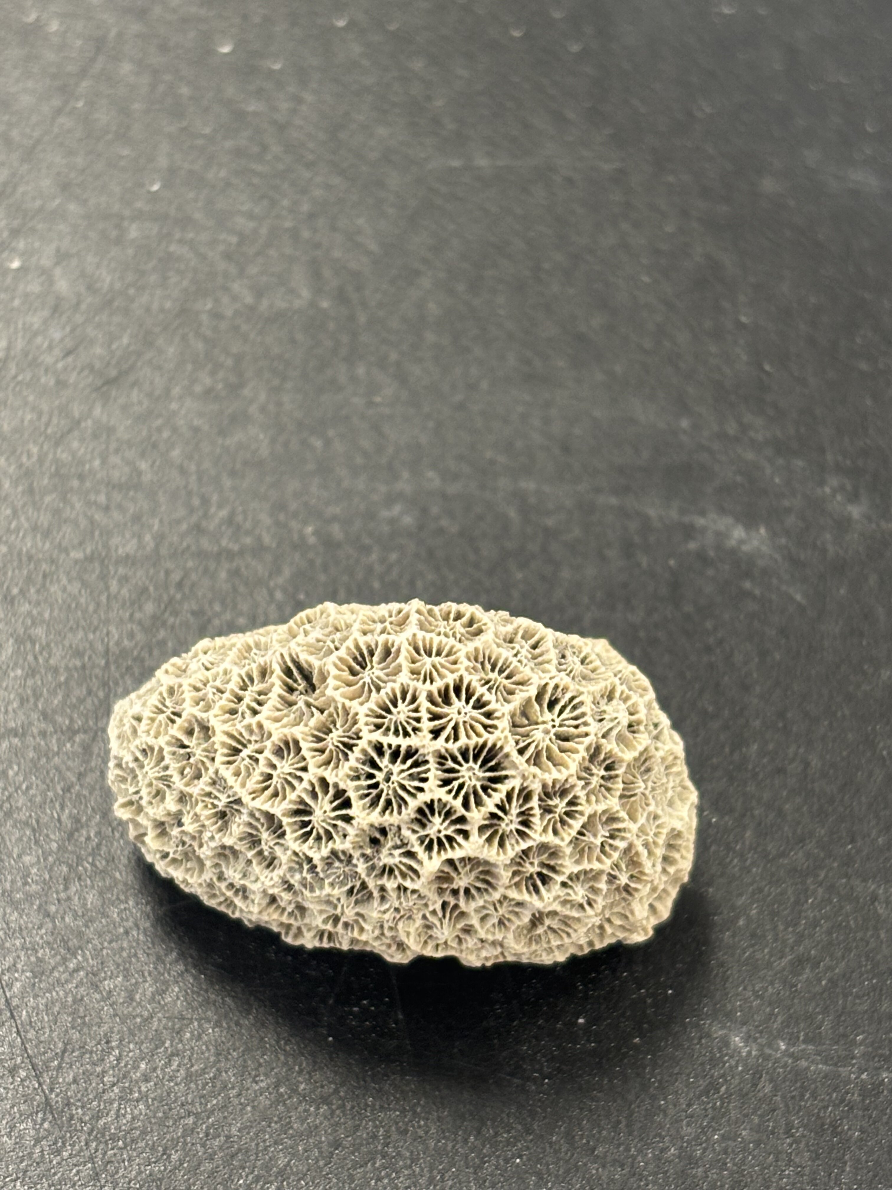 Aurora Fossil Coral IDs - Fossil ID - The Fossil Forum