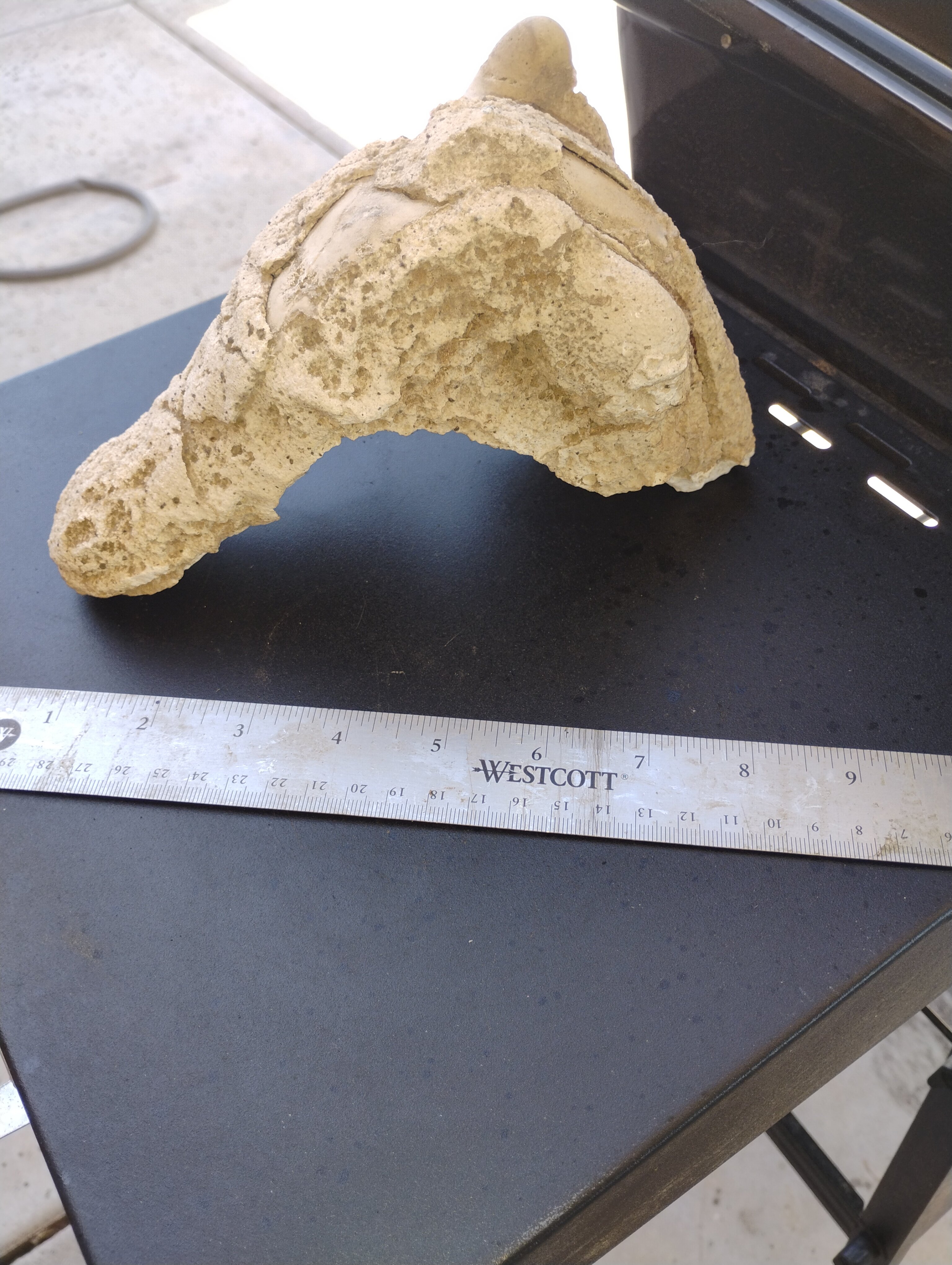Skull turned to stone - Fossil ID - The Fossil Forum