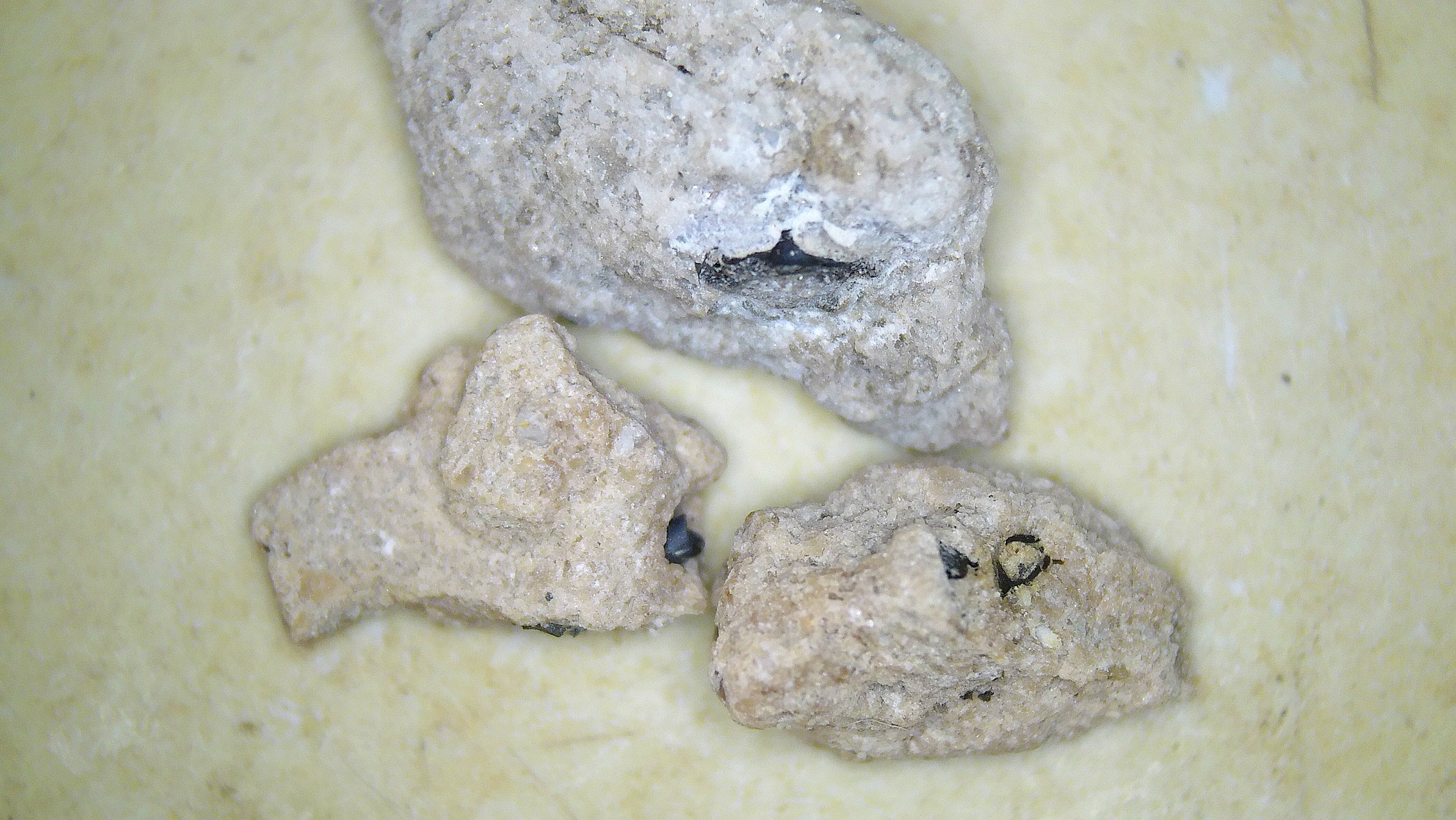 Oklahoma matrix - Fossil Preparation - The Fossil Forum