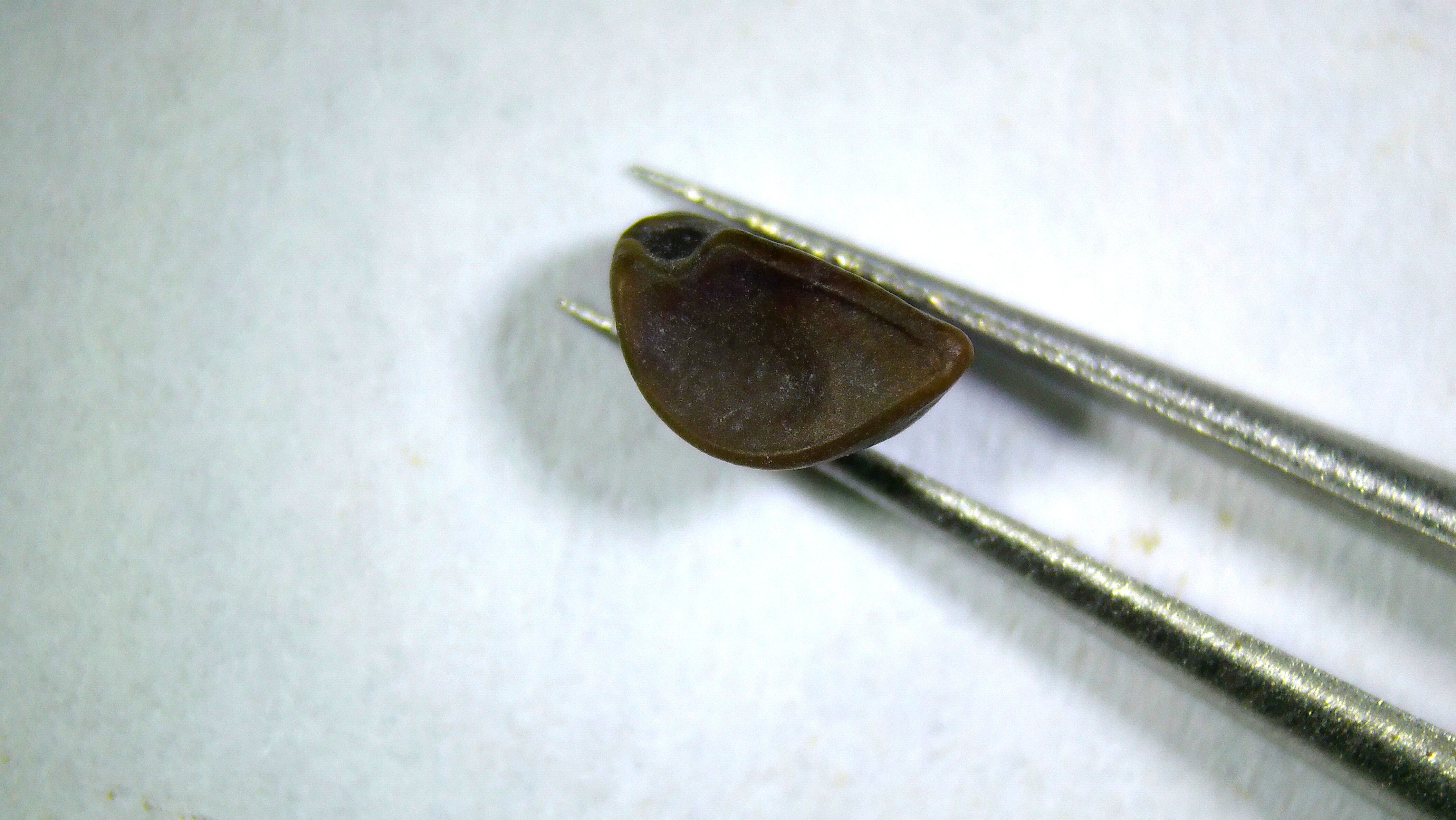 Oklahoma Fossil ID - Fossil ID - The Fossil Forum