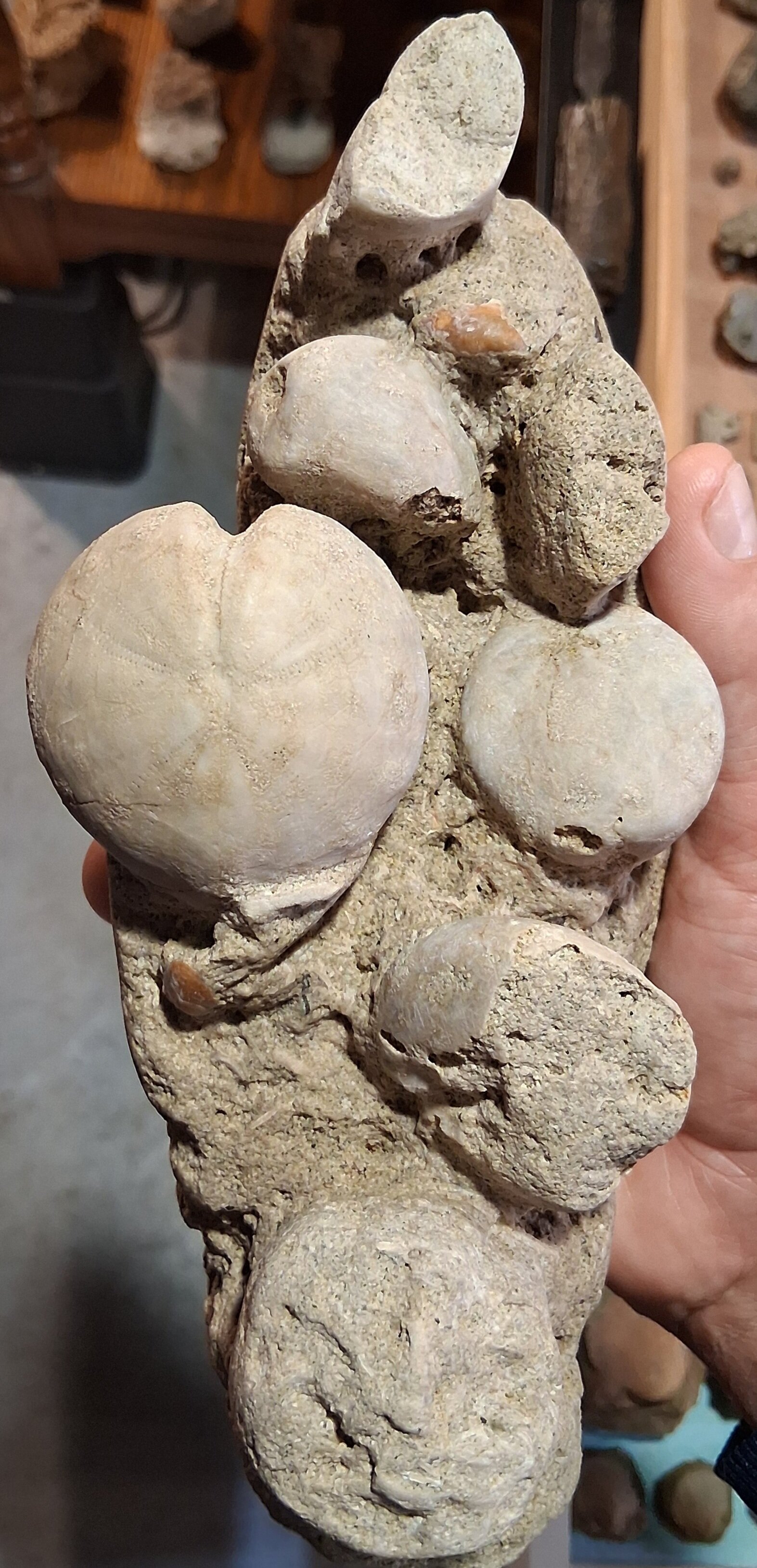 July 2025 - Fossil Find of the Month Contest - Fossil of the Month ...