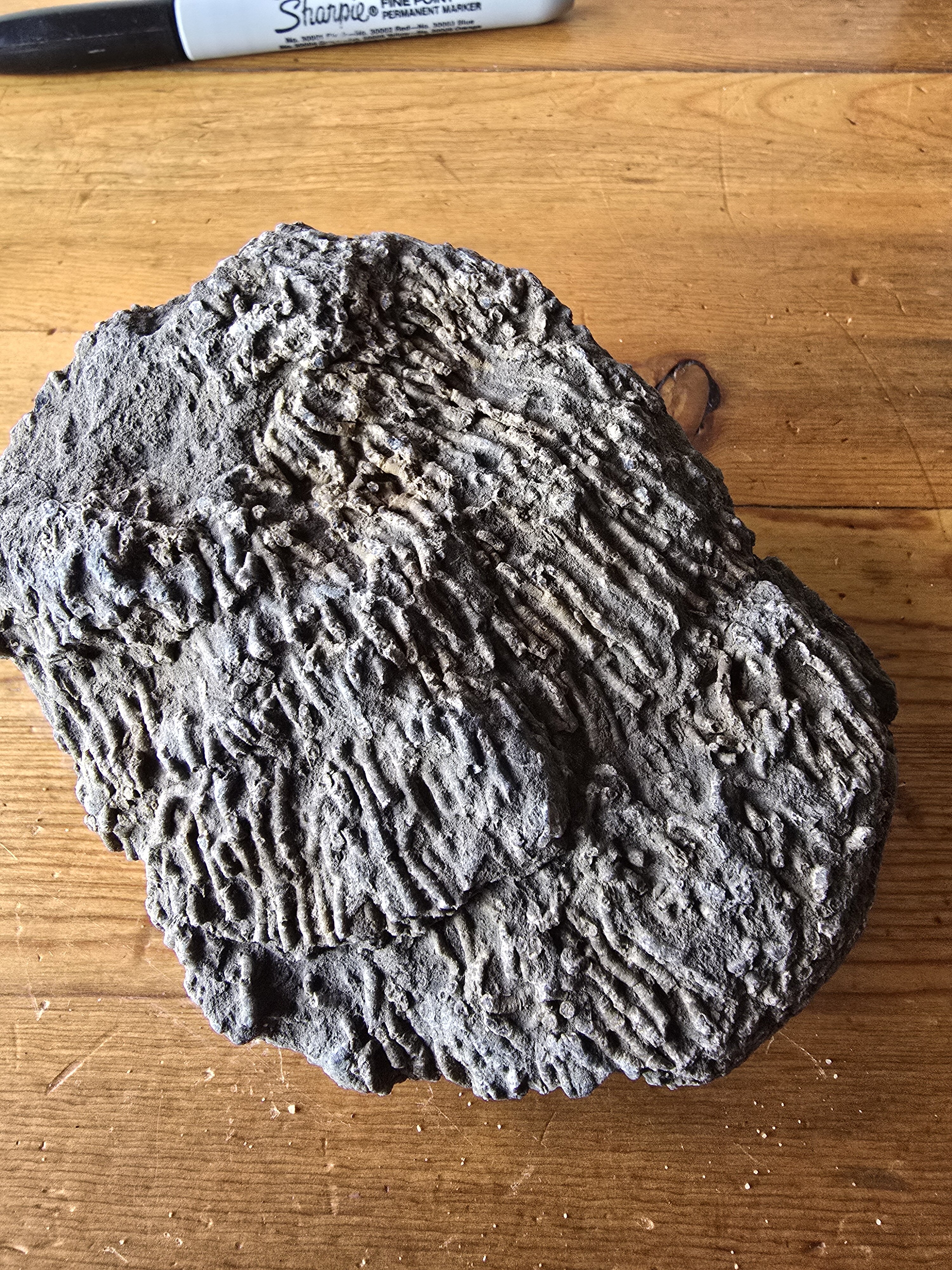 Fossils from Clew Bay area of Ireland - Fossil ID - The Fossil Forum