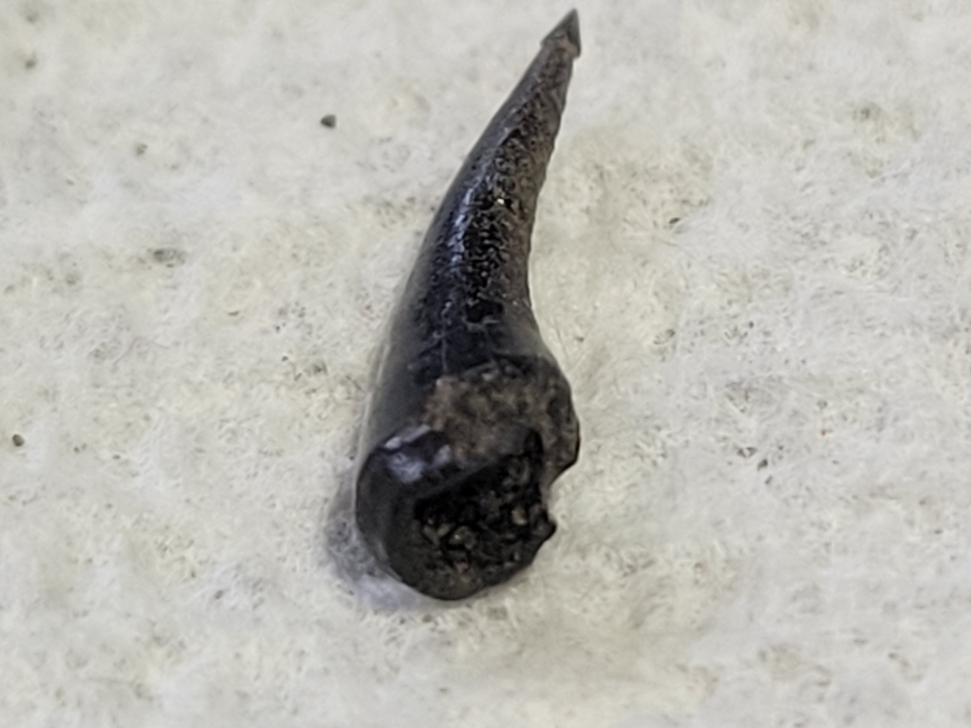 Stone City Formation Tooth? - Fossil ID - The Fossil Forum