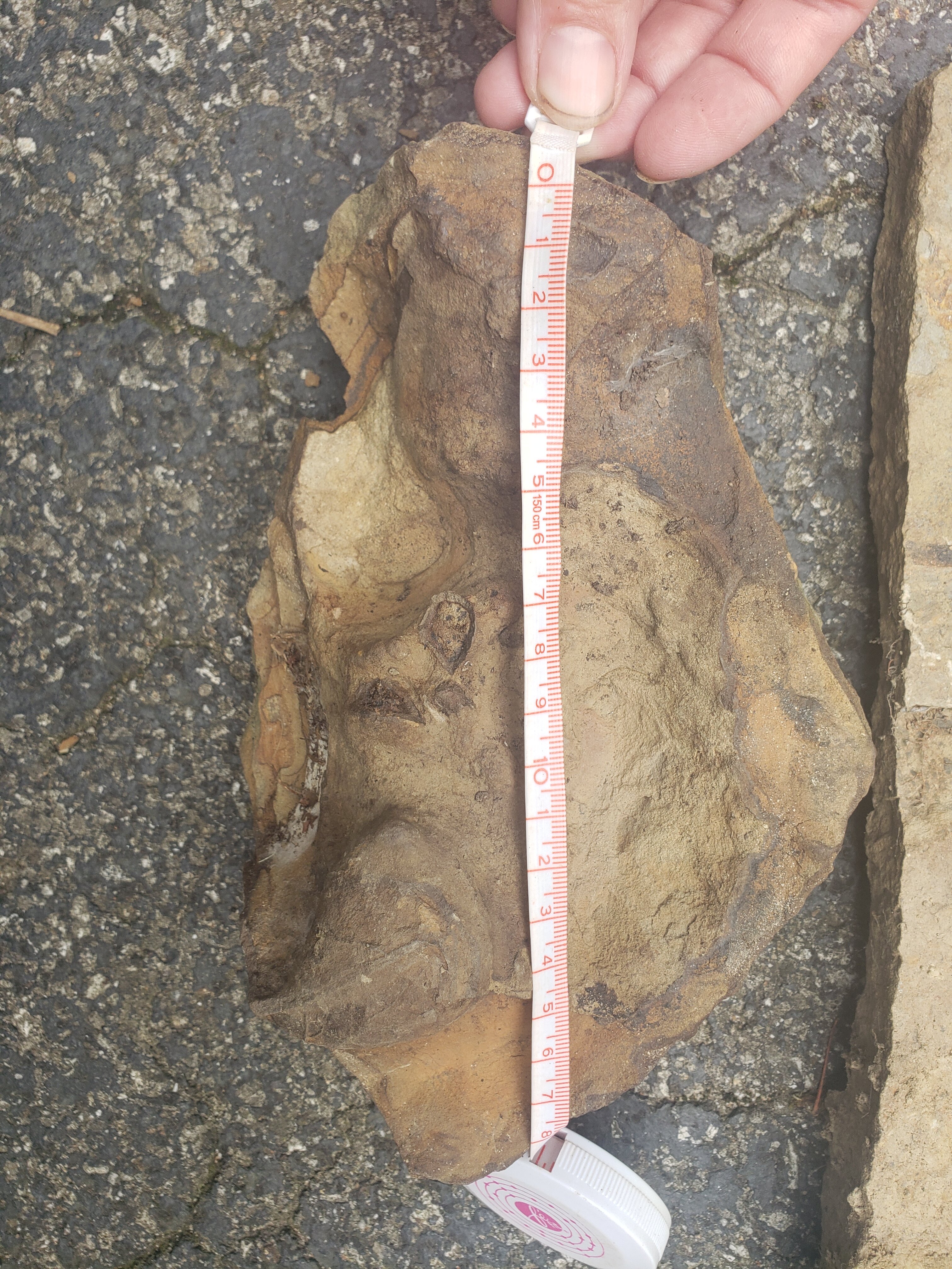 Rock/Mineral or Fossil-Western PA Shale - Fossil ID - The Fossil Forum