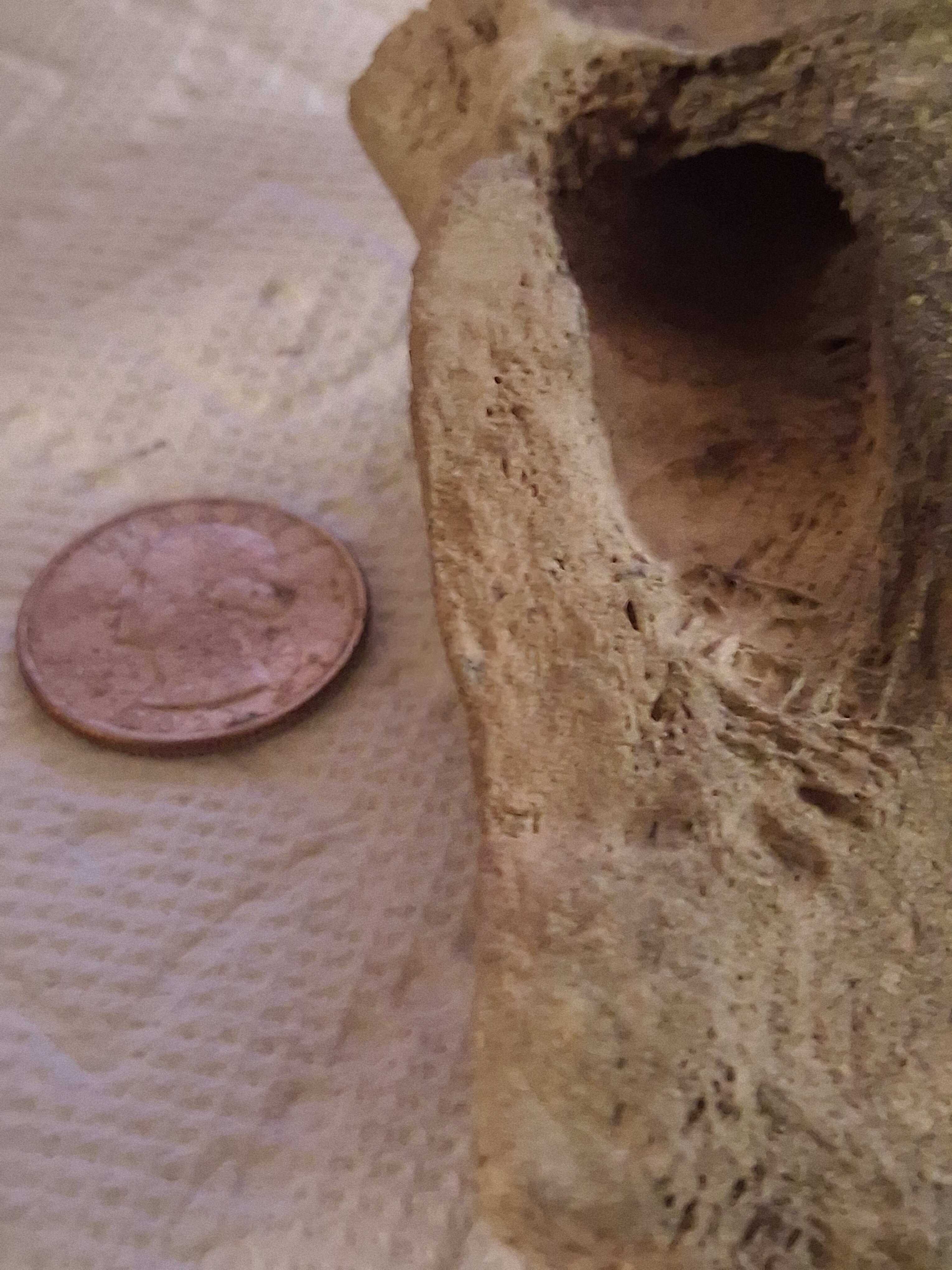 Fossilized bone. ID reqired. - Fossil ID - The Fossil Forum