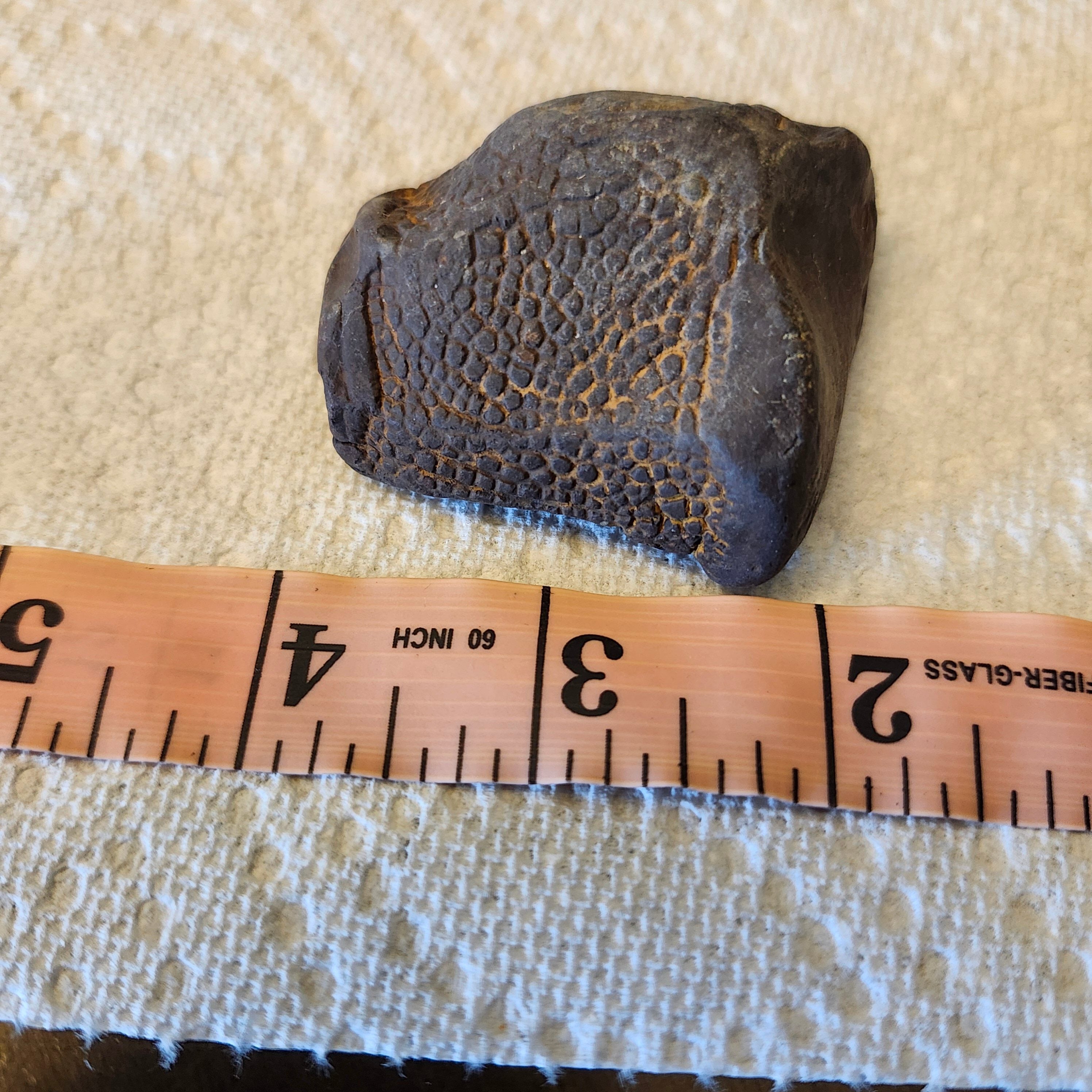 Bumpy textured fossil? - Fossil ID - The Fossil Forum