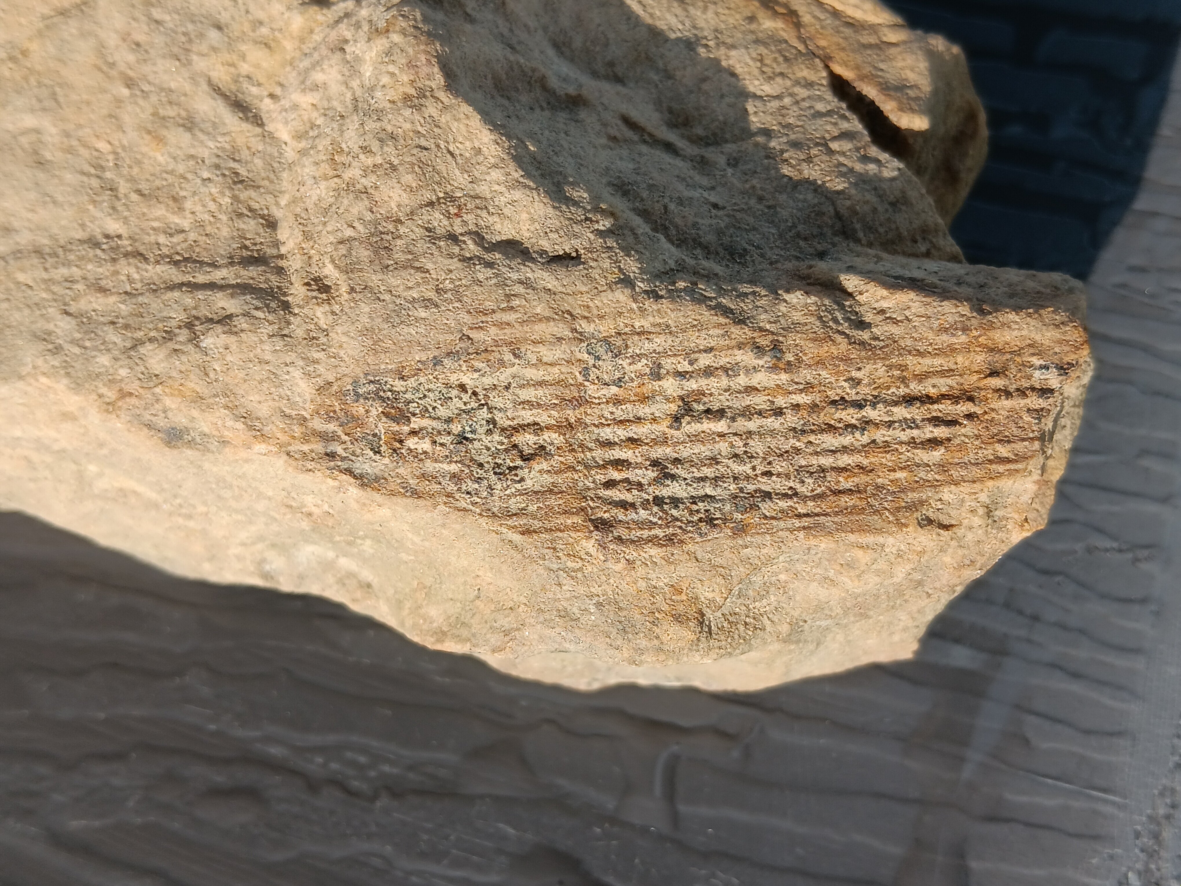 Calamites? - Fossil ID - The Fossil Forum