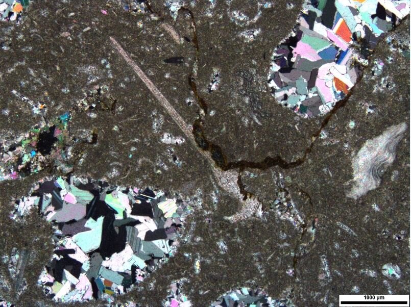 Identification of fossils under microscope - Fossil ID - The Fossil Forum