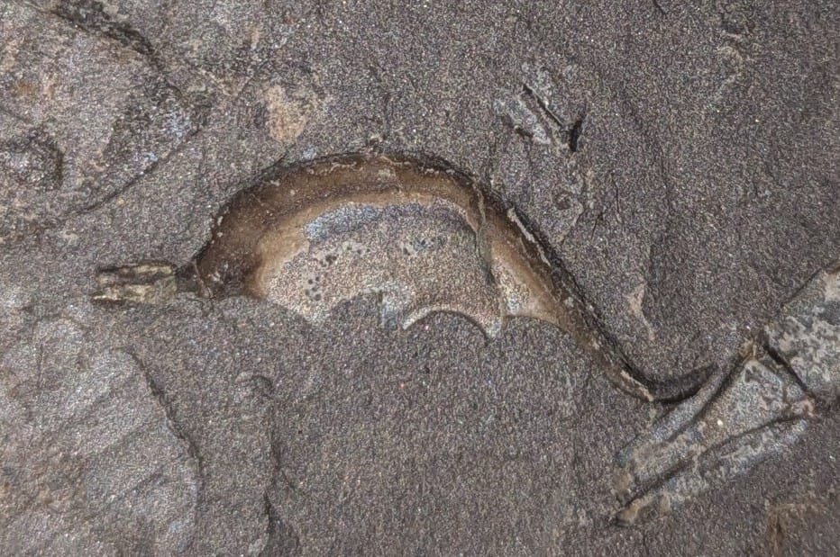 Stange Trilobite Cephalon - Fossil ID - The Fossil Forum