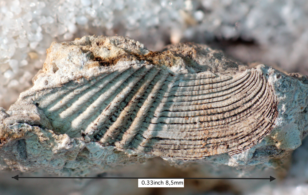 July 2025 - Fossil Find of the Month Contest - Fossil of the Month ...